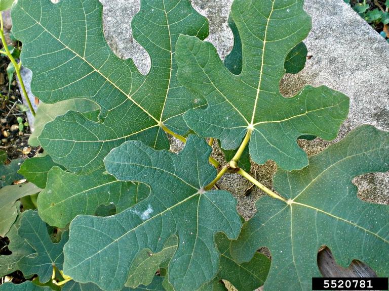 edible fig (Ficus carica L.)