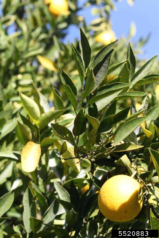 Midknight (Citrus x aurantium cv. Midknight)