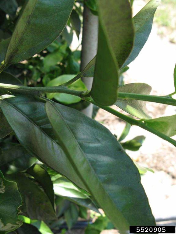 Midsweet (Citrus x aurantium cv. Midsweet L.)
