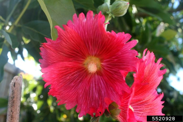 hollyhock (Alcea rosea)