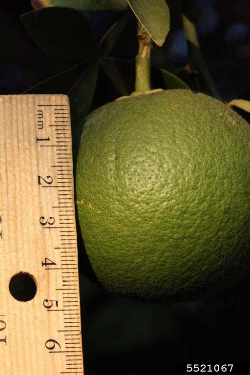 Morton (x Citroncirus hybrid cv. Morton)