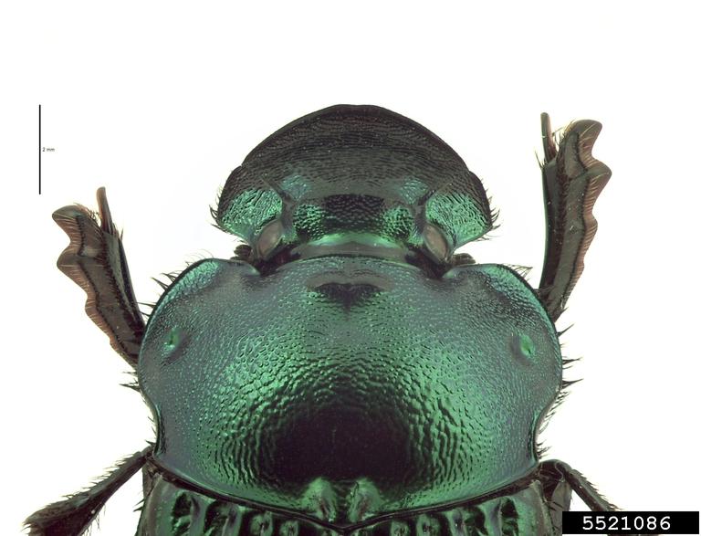 dung beetle (Phanaeus daphnis)