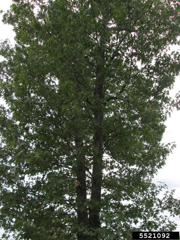 scarlet oak (Quercus coccinea)