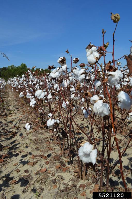 cotton, Gossypium hirsutum (Malvales: Malvaceae) - 5521120