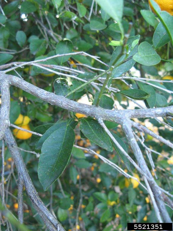 Nasnaran (Citrus amblycarpa cv. Nasnaran) - 5521351