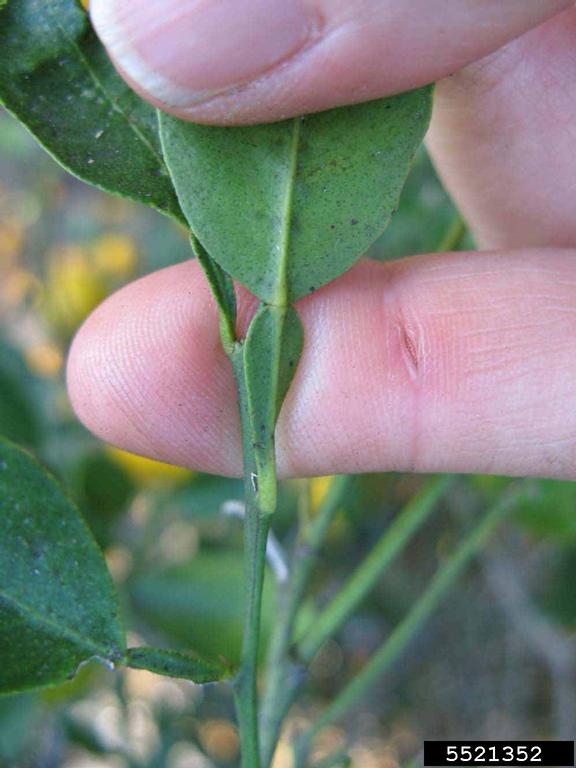 Nasnaran (Citrus amblycarpa cv. Nasnaran)
