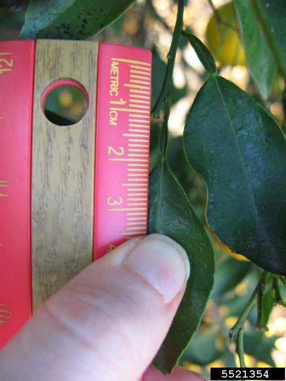 Nasnaran (Citrus amblycarpa cv. Nasnaran)