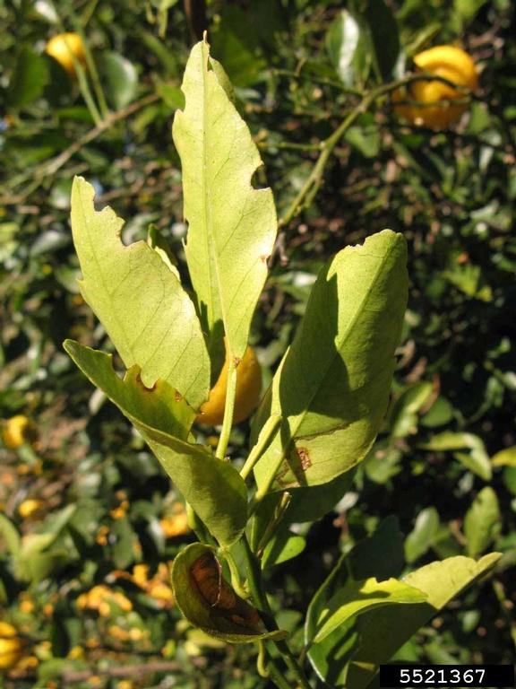 Nasnaran (Citrus amblycarpa cv. Nasnaran)