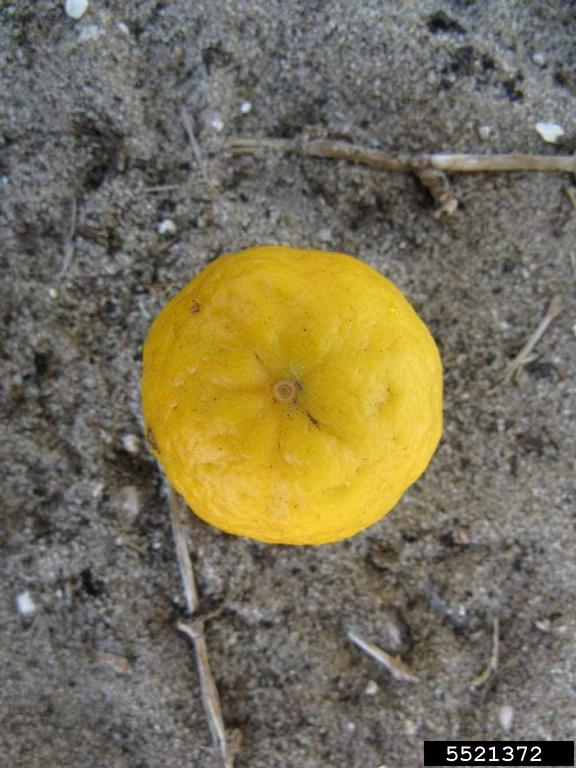 Nasnaran (Citrus amblycarpa cv. Nasnaran (Hassk.) Ochse)