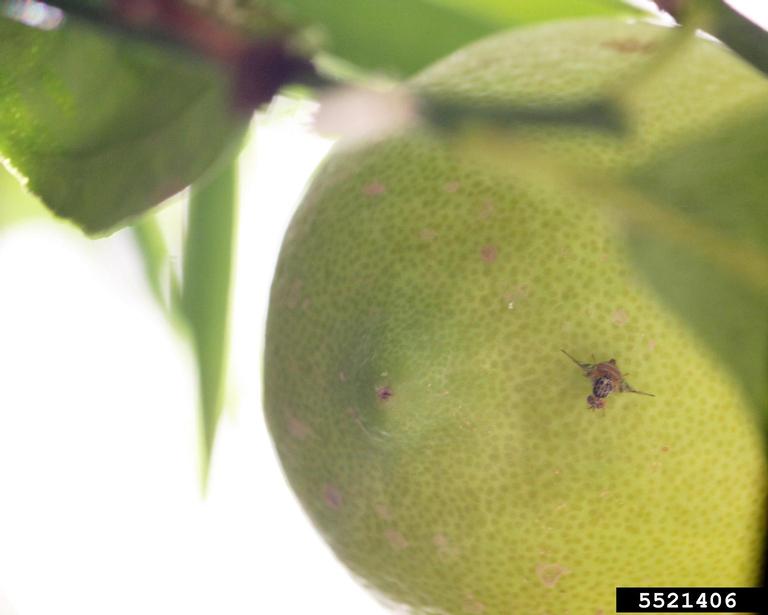 Mediterranean fruit fly, Medfly (Ceratitis capitata)