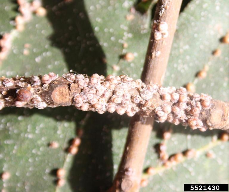 wax scales (Genus Ceroplastes Gray, 1828)