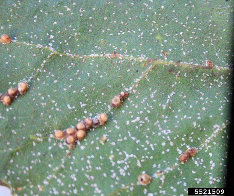 wax scales (Genus Ceroplastes Gray, 1828)