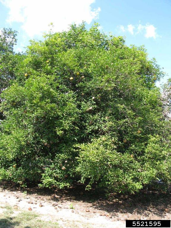 Nanshô-daidai (Citrus taiwanica cv. Nanshô-daidai)