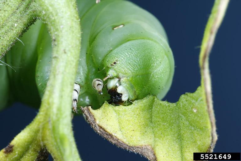 tobacco hornworm (Manduca sexta (Linnaeus))
