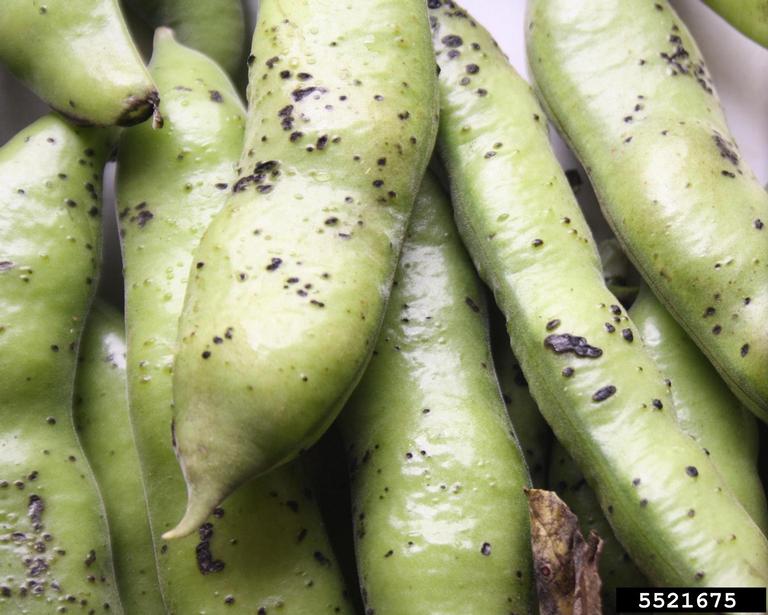 spot on broad bean (Ascochyta fabae Speg.)