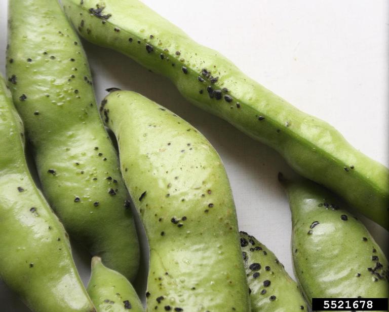 spot on broad bean (Ascochyta fabae)