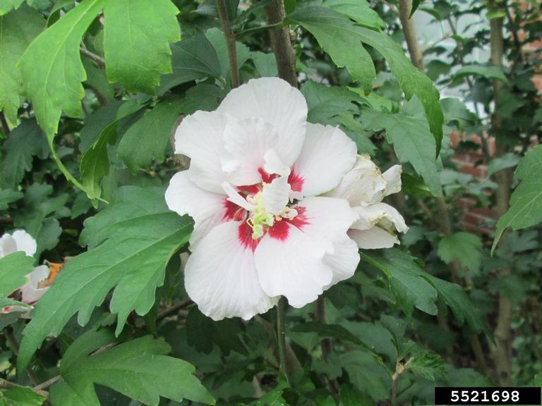 rose of Sharon (Hibiscus syriacus L.)