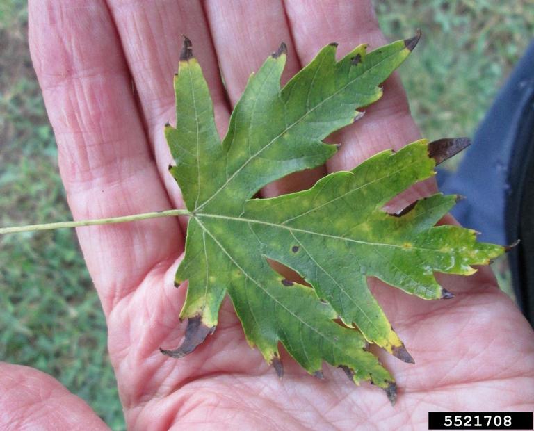 silver maple (Acer saccharinum)