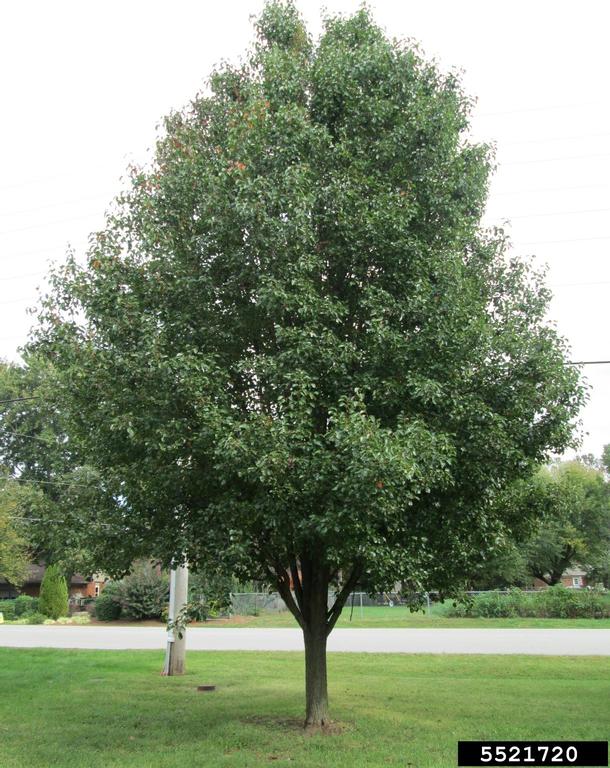 Callery pear (Bradford pear) (Pyrus calleryana Decne.)