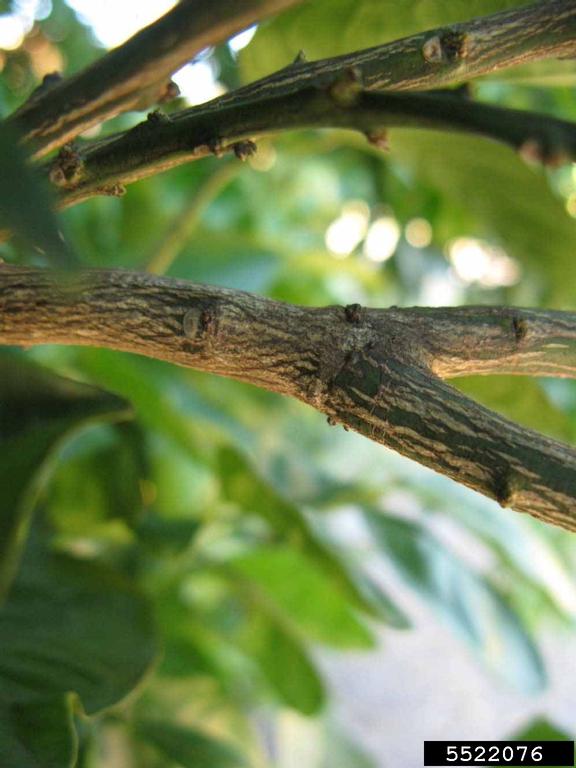 Moro (Citrus sinensis cv. Moro)