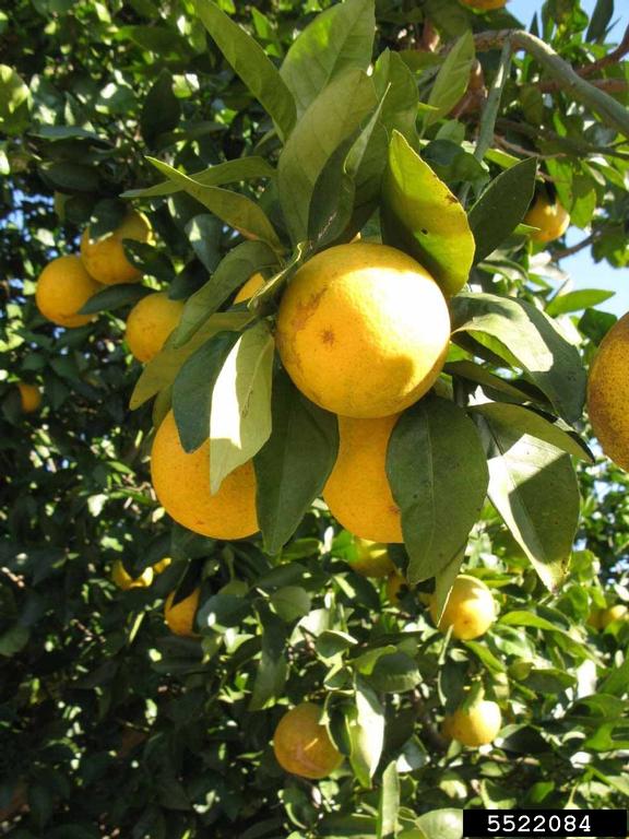 Moro (Citrus sinensis cv. Moro (L.) Osbeck)