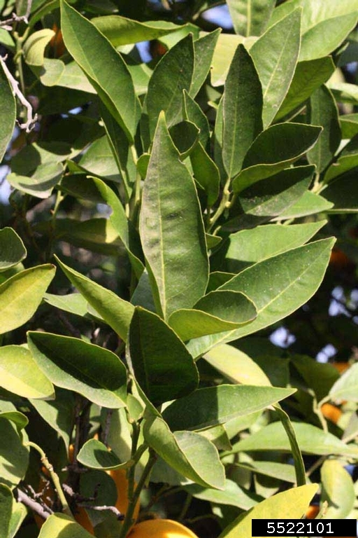 Moro (Citrus sinensis cv. Moro)