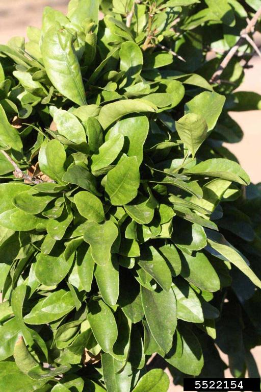 Gabon Powder-flask (Afraegle gabonensis cv. Gabon Powder-flask (Swingle ...