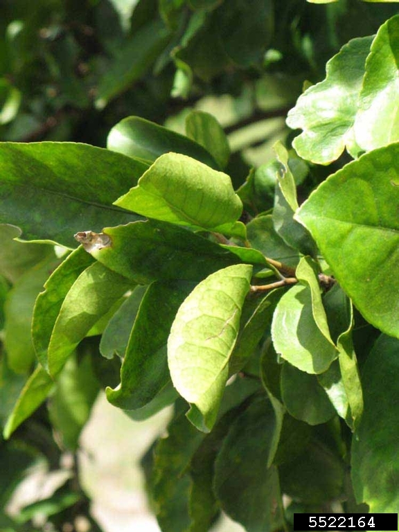 Gabon Powder-flask (Afraegle gabonensis cv. Gabon Powder-flask)