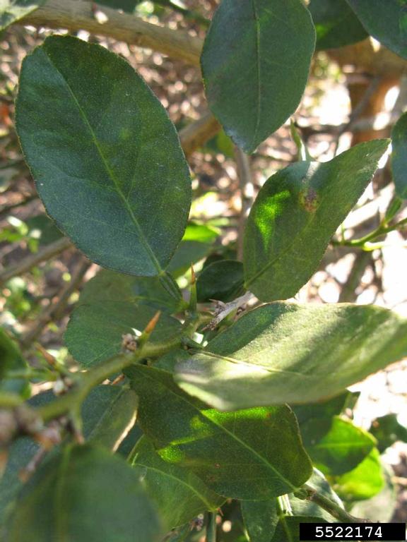 giant key lime (Citrus x aurantiifolia cv. Giant (Christm.) Swingle)
