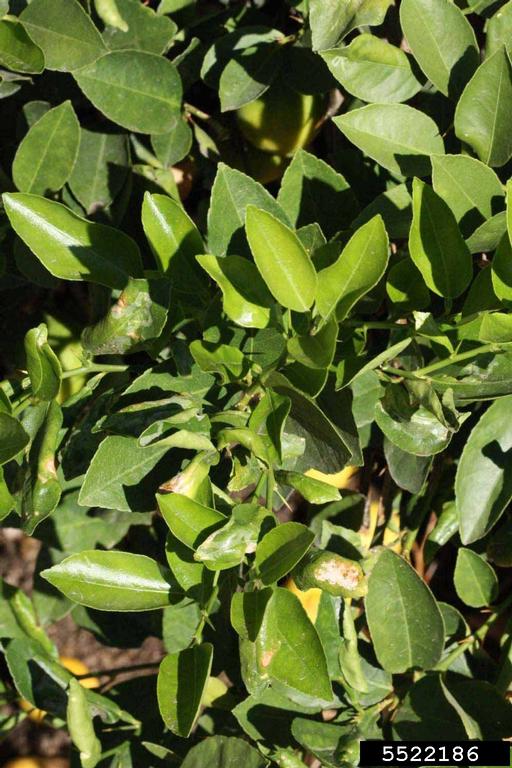 giant key lime (Citrus x aurantiifolia cv. Giant (Christm.) Swingle)