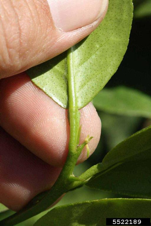 giant key lime (Citrus x aurantiifolia cv. Giant (Christm.) Swingle)