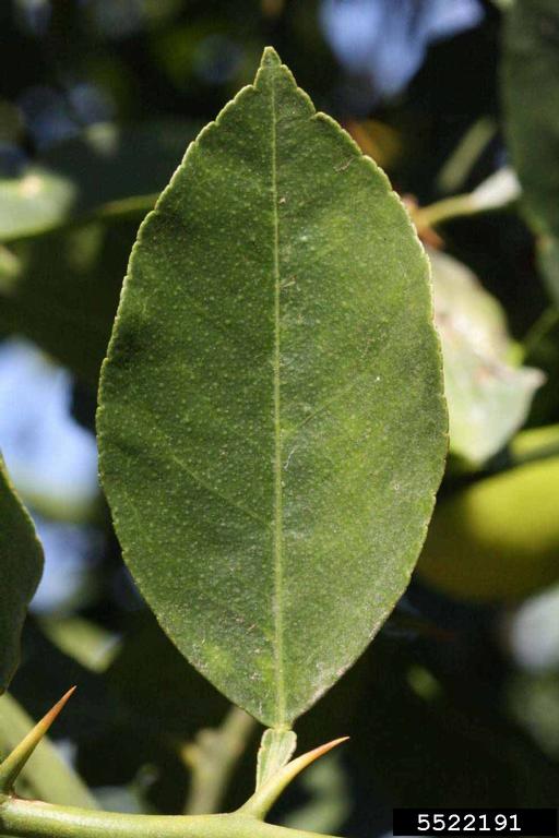 giant key lime (Citrus x aurantiifolia cv. Giant)