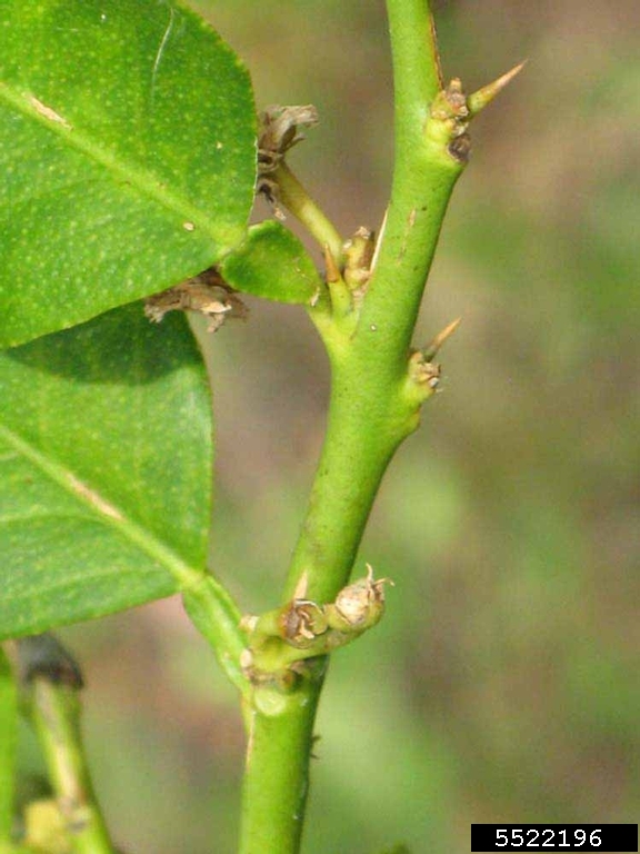 giant key lime (Citrus x aurantiifolia cv. Giant (Christm.) Swingle)