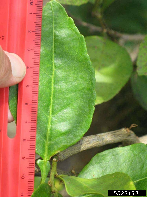 giant key lime (Citrus x aurantiifolia cv. Giant)