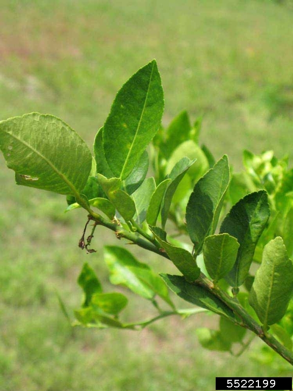 giant key lime (Citrus x aurantiifolia cv. Giant)