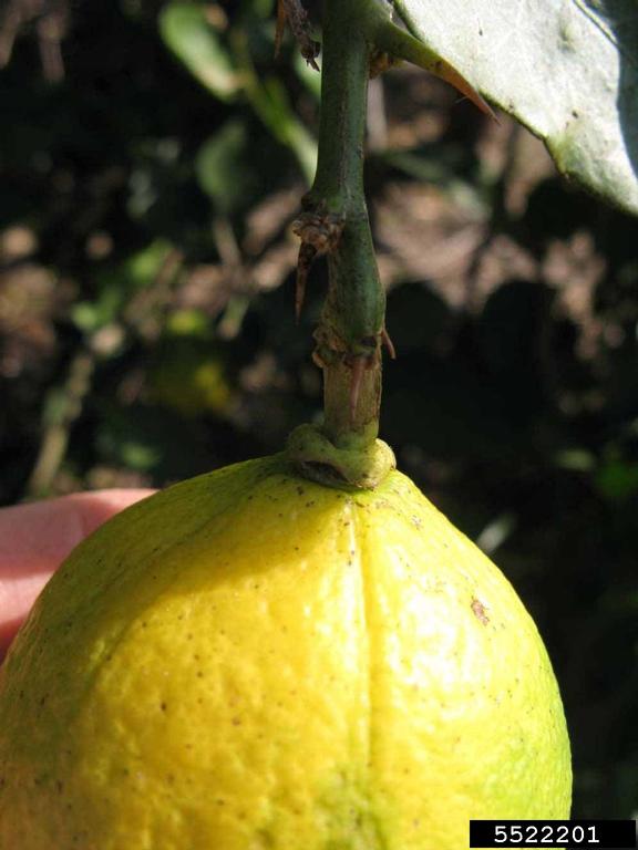 giant key lime (Citrus x aurantiifolia cv. Giant)