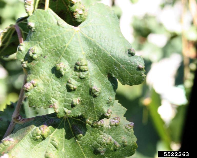 grape gall mite (Eriophyes vitis)