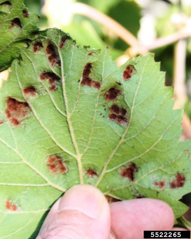 grape gall mite (Eriophyes vitis)