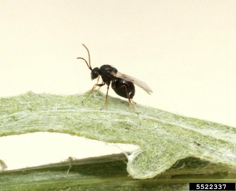 cynipid gall wasps (Aulacidea acroptilonica)