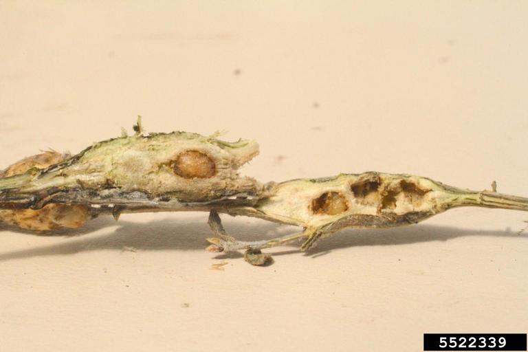 cynipid gall wasps (Aulacidea acroptilonica Tyurebaev, 1979)