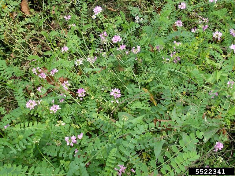 purple crown-vetch (Securigera varia (L.) Lassen)