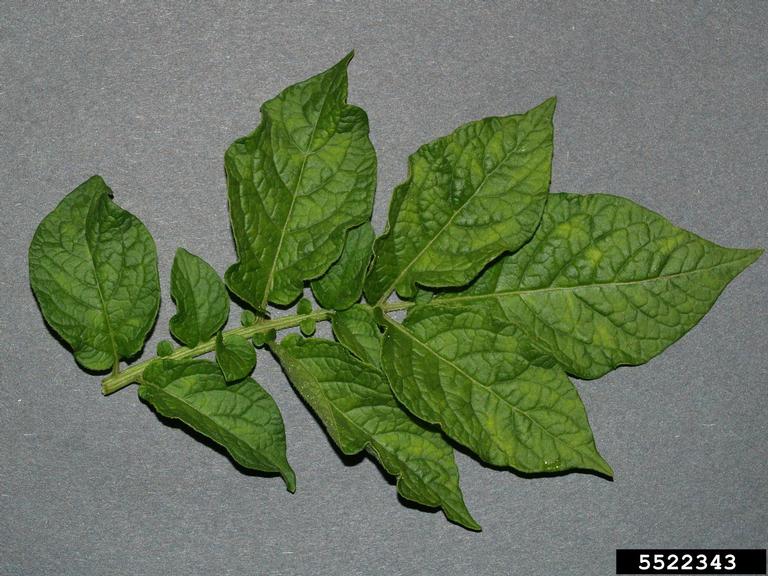 potato virus Y (PVY) (Potyvirus Potato virus Y)