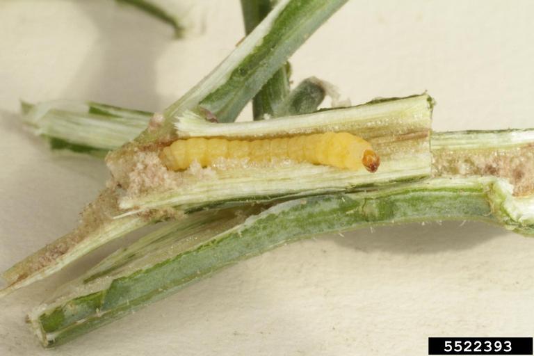 Russian thistle stem miner (Coleophora parthenica)