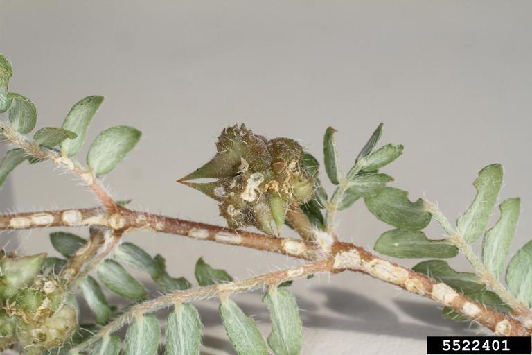 puncturevine seed weevil (Microlarinus lareynii (Jacquelin du Val, 1852))