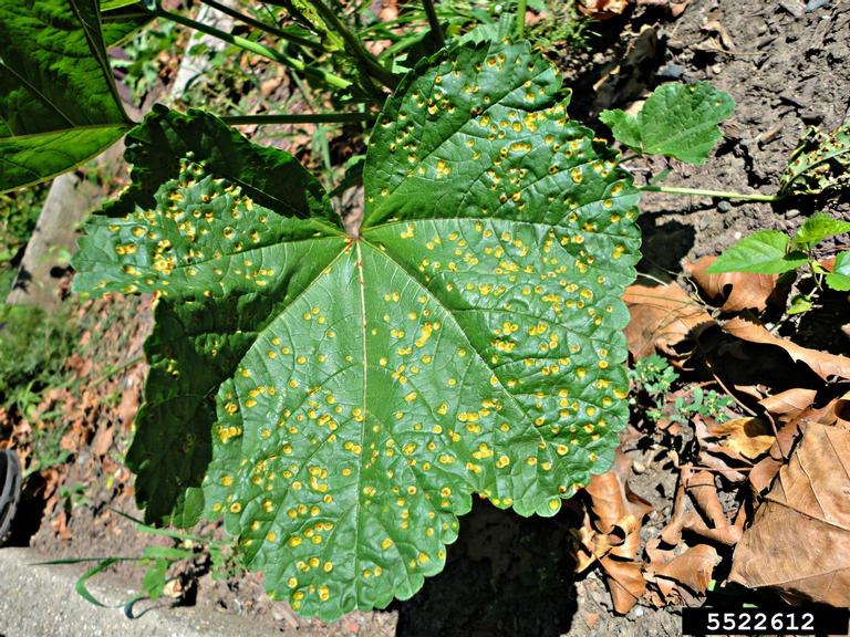 hollyhock rust (Puccinia malvacearum Bertero ex Mont.)