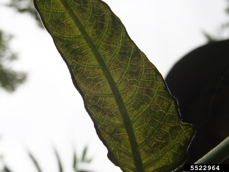 mite (Aculops ailanthi Lin-Fuping, Jin-Changle & Kuang-Haiyua, 1997)