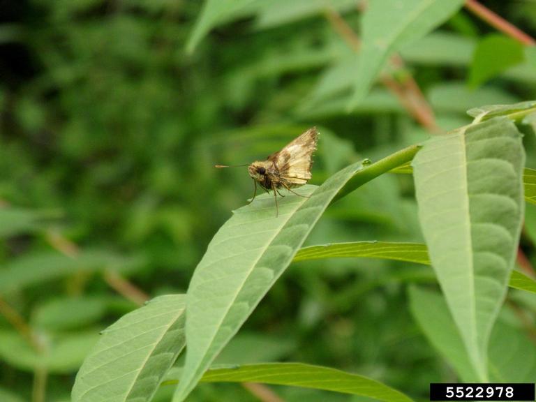mite (Aculops ailanthi)