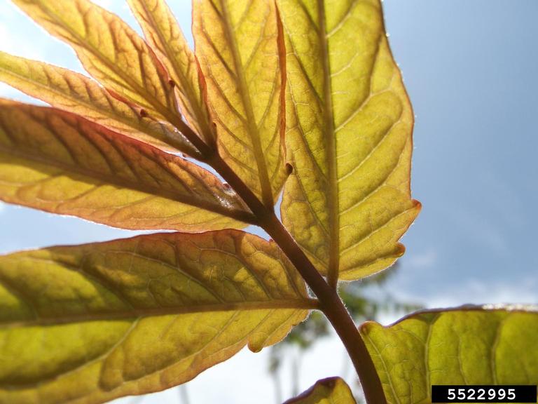 mite (Aculops ailanthi Lin-Fuping, Jin-Changle & Kuang-Haiyua, 1997)