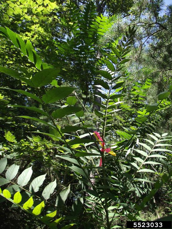 mite (Aculops ailanthi)