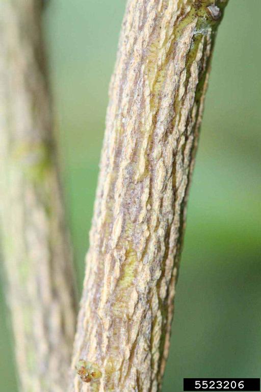 Nordmann Seedless Nagami (Fortunella margarita cv. Nordmann Seedless ...